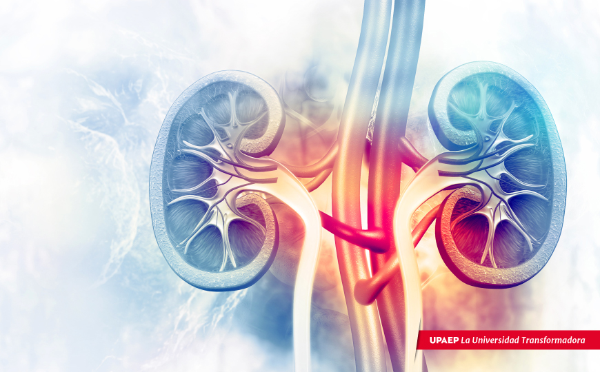 UPAEP prepara Diplomado en Enfermedad Renal Crónica | UPRESS